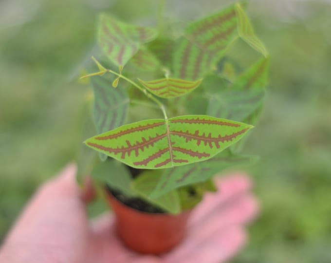Butterfly Wing Plant - Christia Obcordata (live Plant) - Etsy