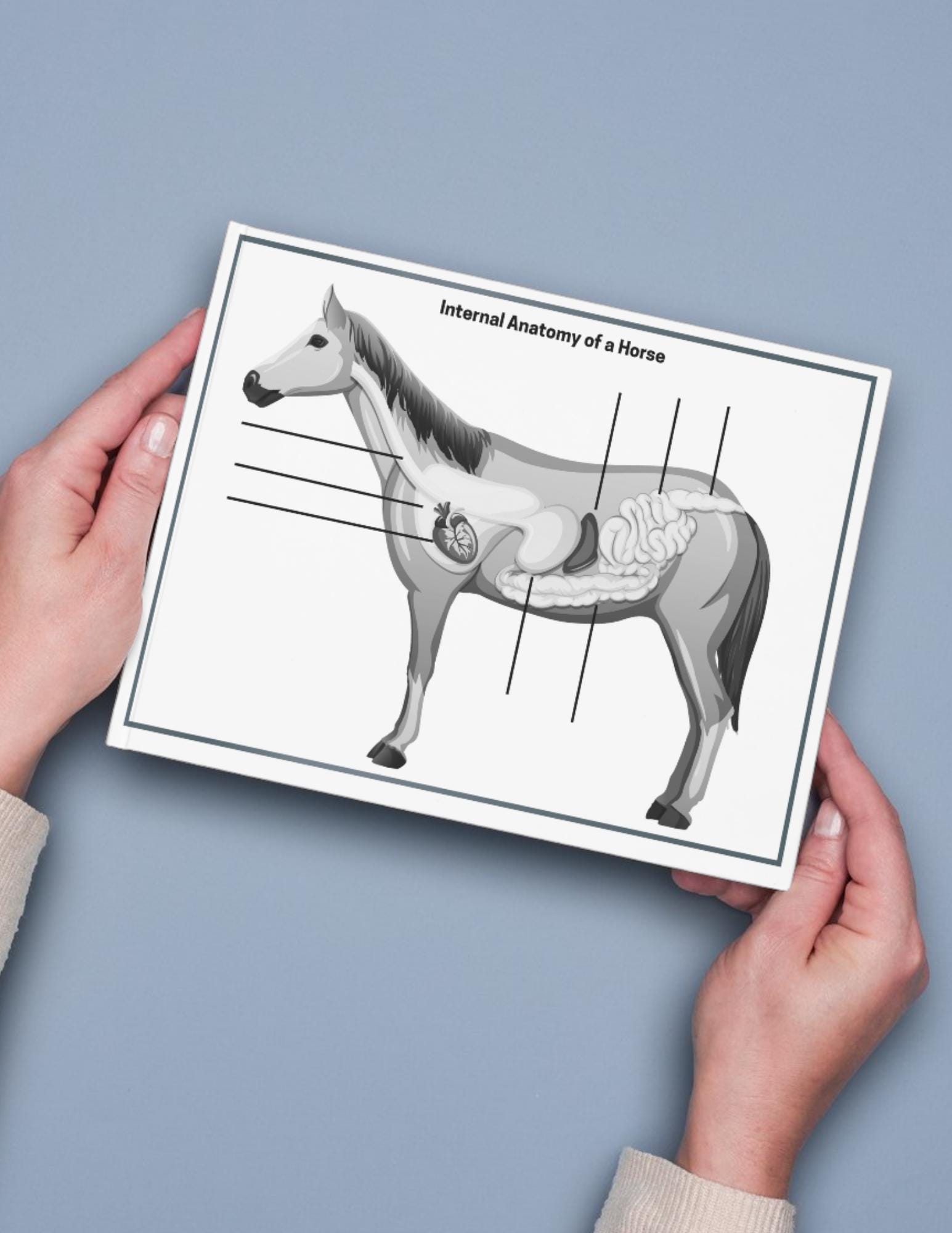 Basic Horse Anatomy Worksheets,equestrian Education,printable Horse ...