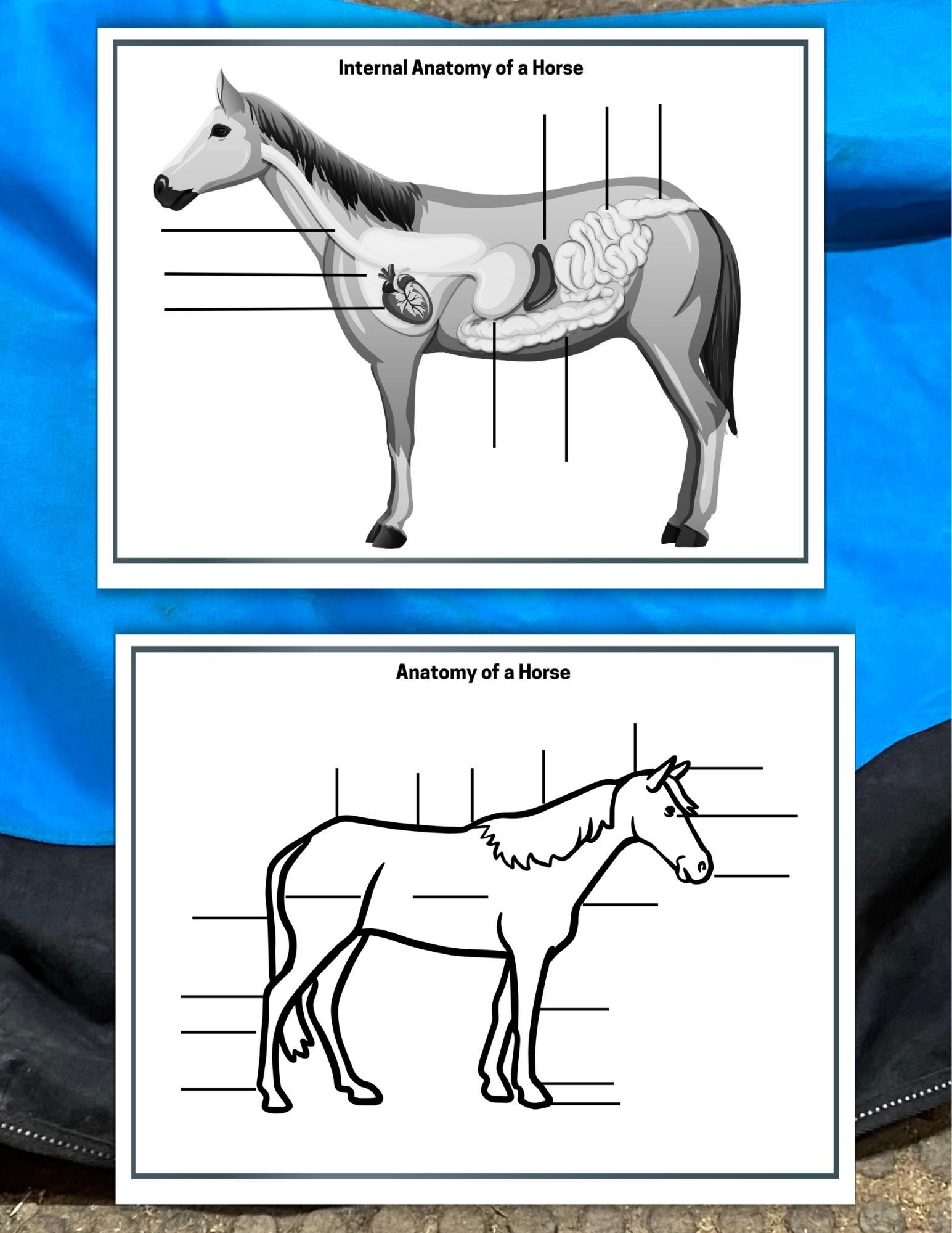 Basic Horse Anatomy Worksheets,equestrian Education,printable Horse ...