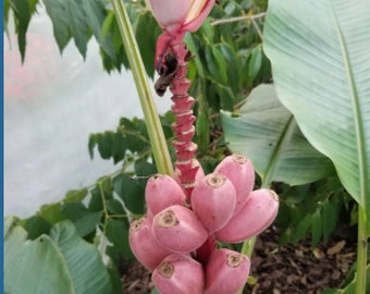 Musa Velutina Hairy Pink Ornamental Banana Fruits 10 Seeds - Etsy