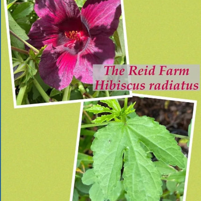 Hibiscus Plant - Etsy