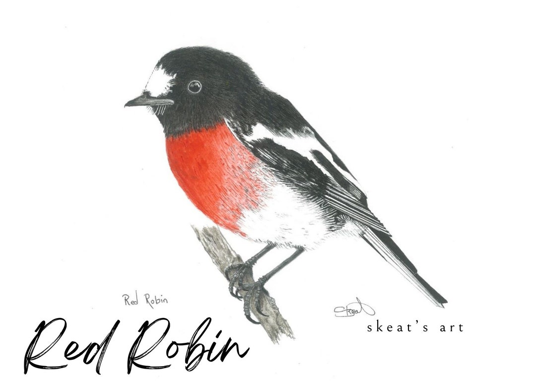 Red Robin Watercolor Art and Ink / Digital Print, Digital Download ...