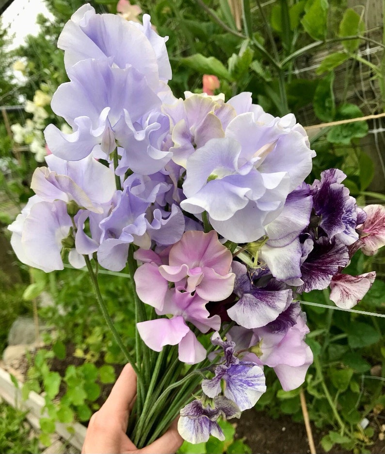 Specialty Sweet Pea Seeds - Etsy