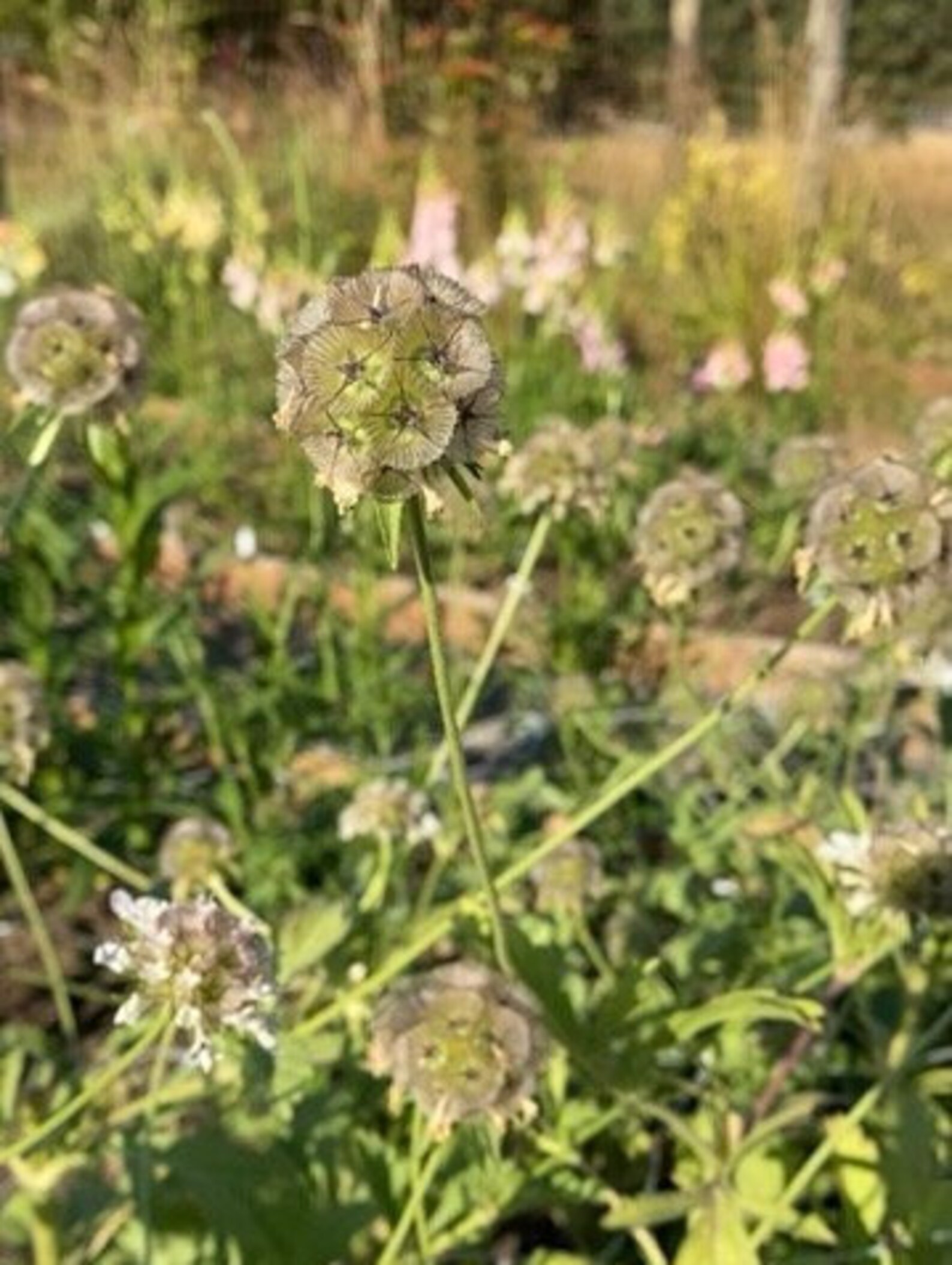Scabiosa Stellata starflower Seed, 50-ct. Packet - Etsy