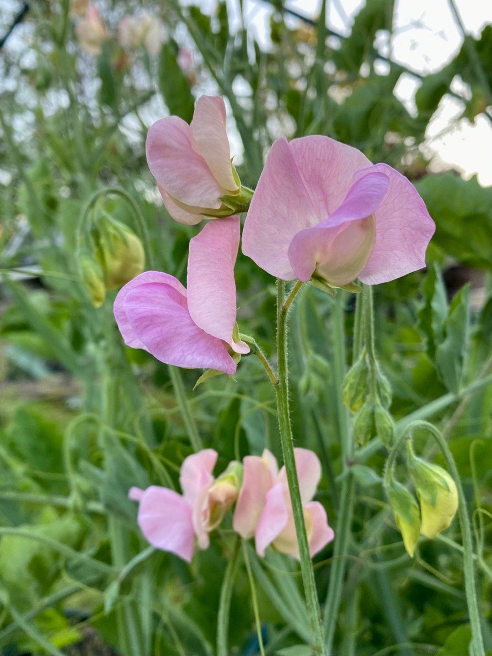 Specialty Sweet Pea Seeds - Etsy
