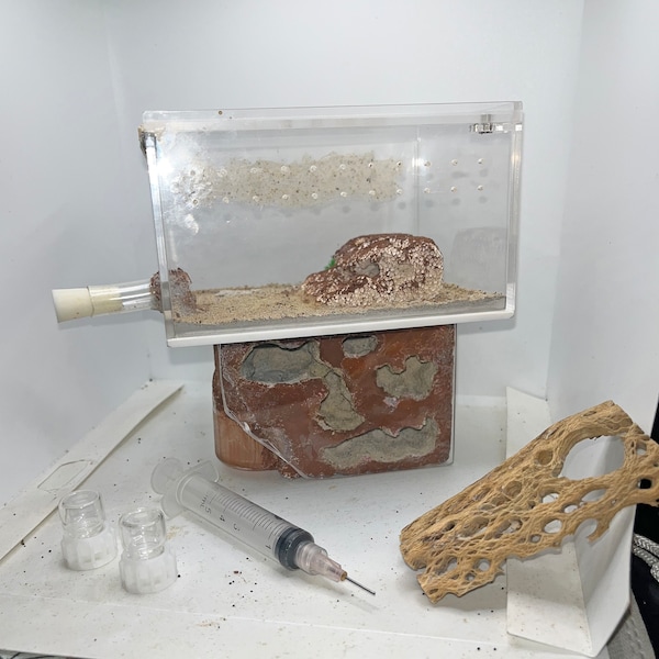 Ant Formicarium - Etsy