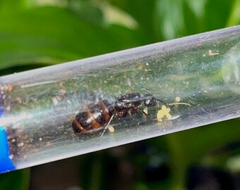 LIVE Ant Queen W/brood Reptile Feeder Insect - Etsy
