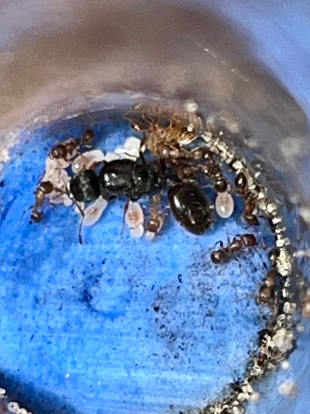 RARE LIVE ANT Queen With Workers and Brood. Real Ant Colony. - Etsy