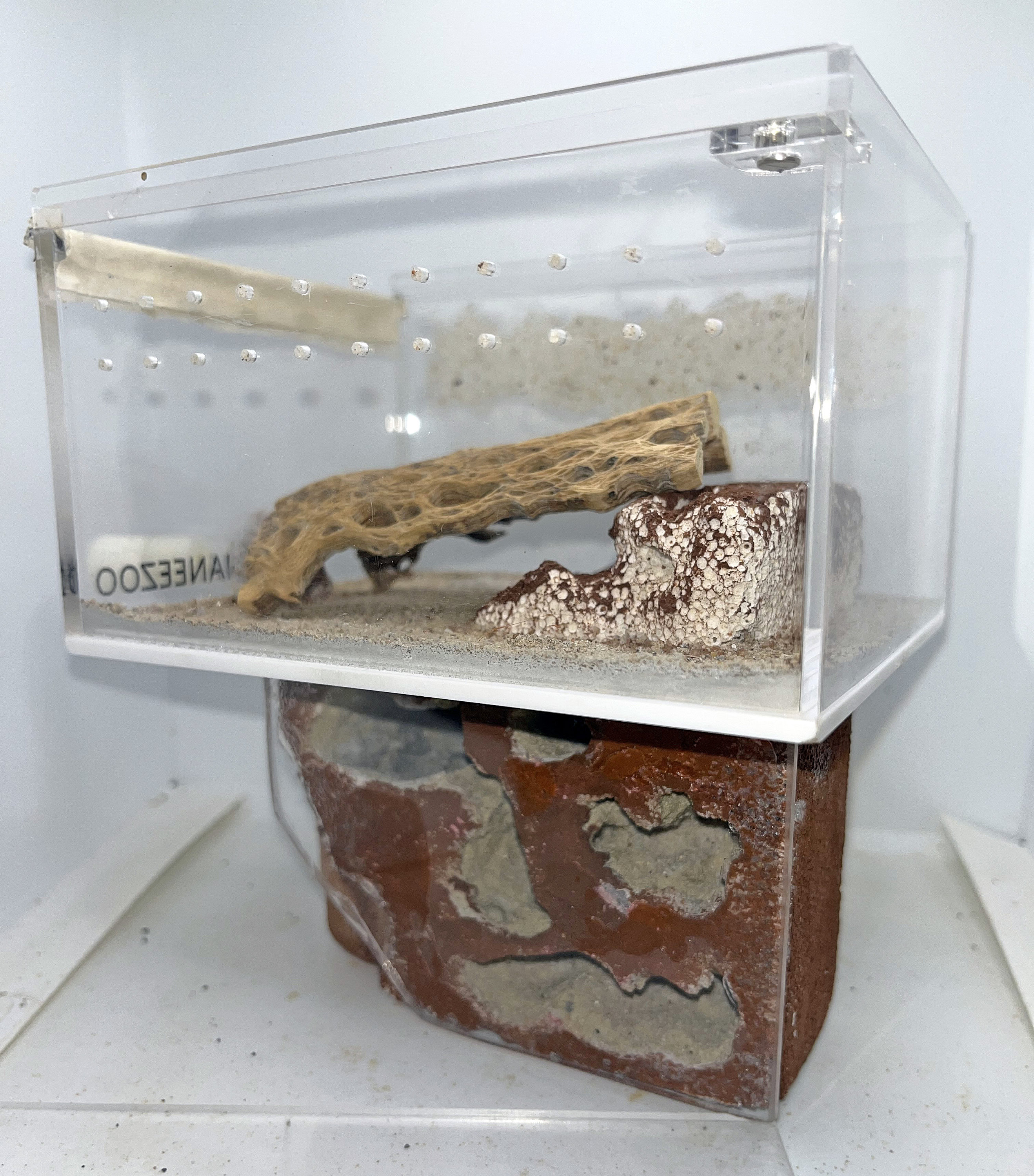 ANT NEST TERRARIUM Complete All in One Formicarium Ant Nest With Built ...
