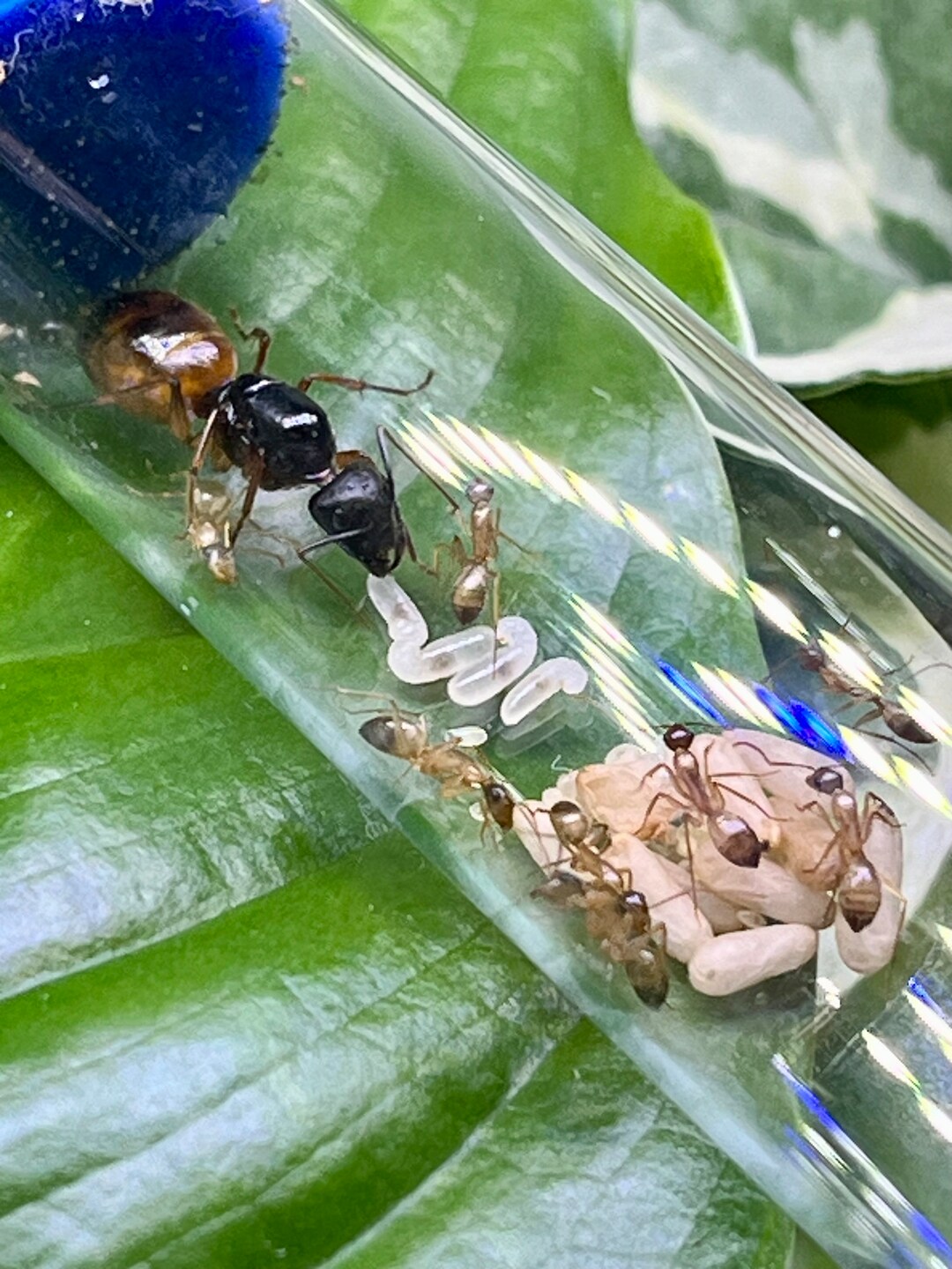 Feeder Insect, Live Ant Colony - Etsy