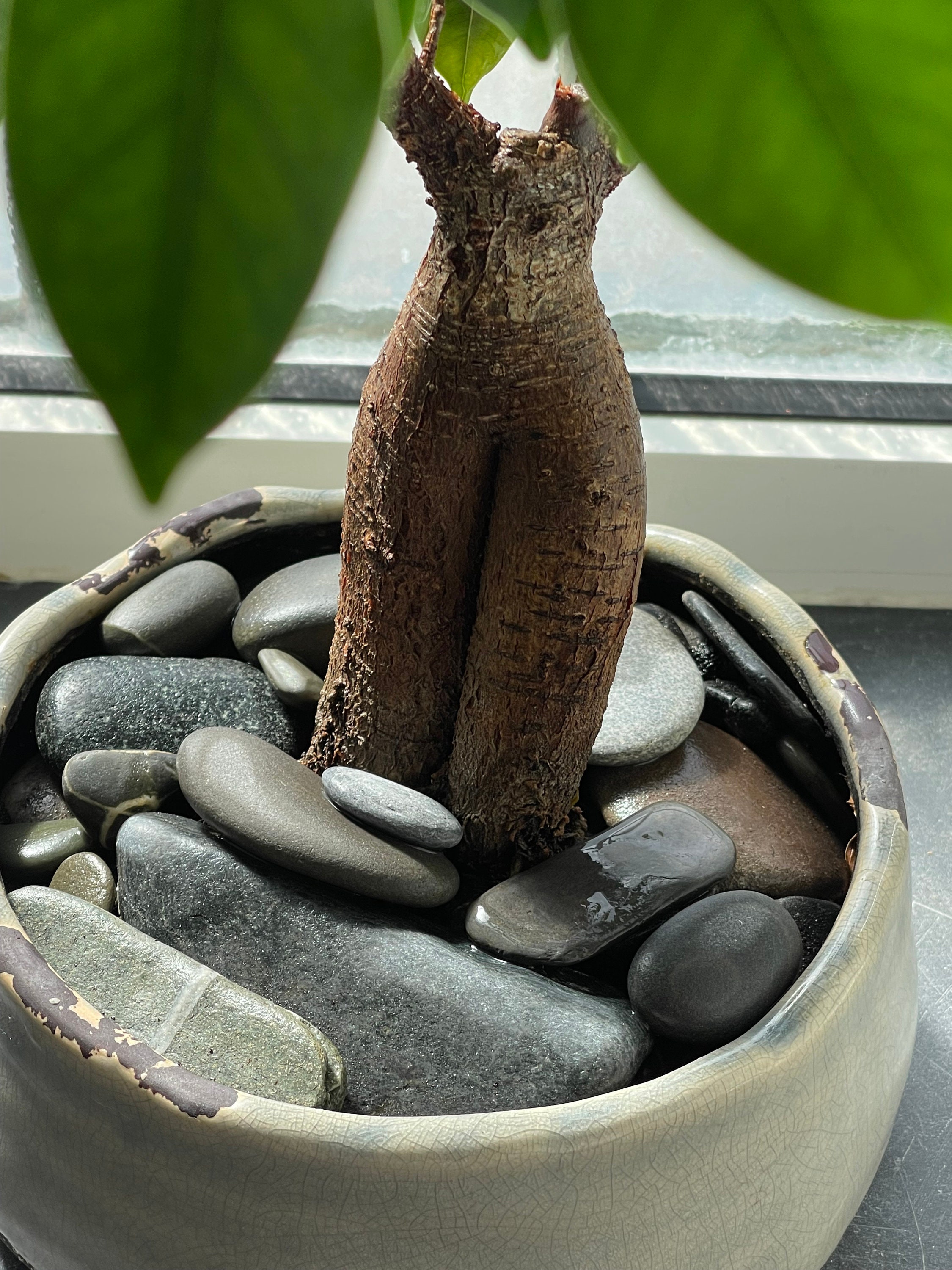 37 Bonsai Beach Pebbles in Various Sizes and Colours. Natural,organic ...