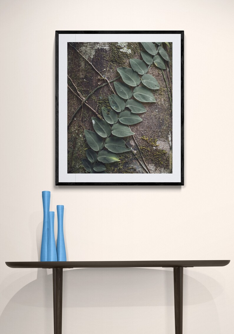 Digital Download of the Daintree Rainforest Landscape Photography ...