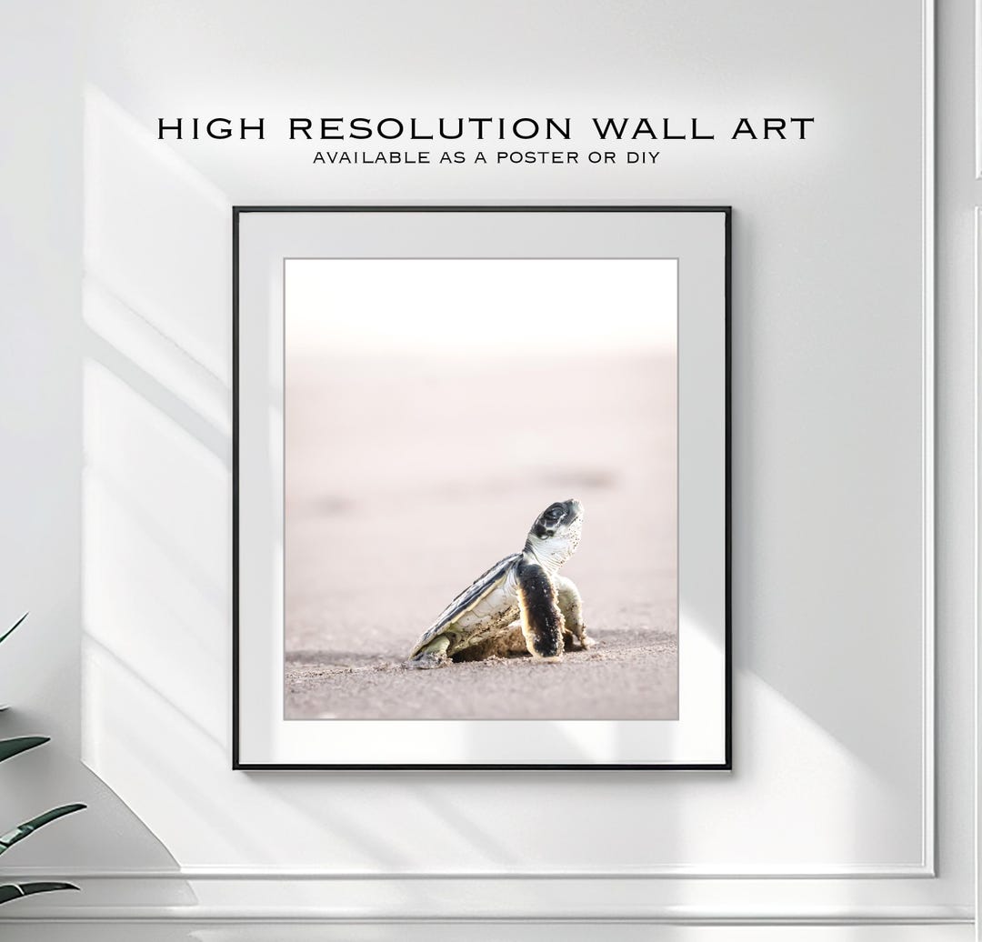 Digital Download Poster of A Newborn Turtle Hatchling at Eighty Mile ...