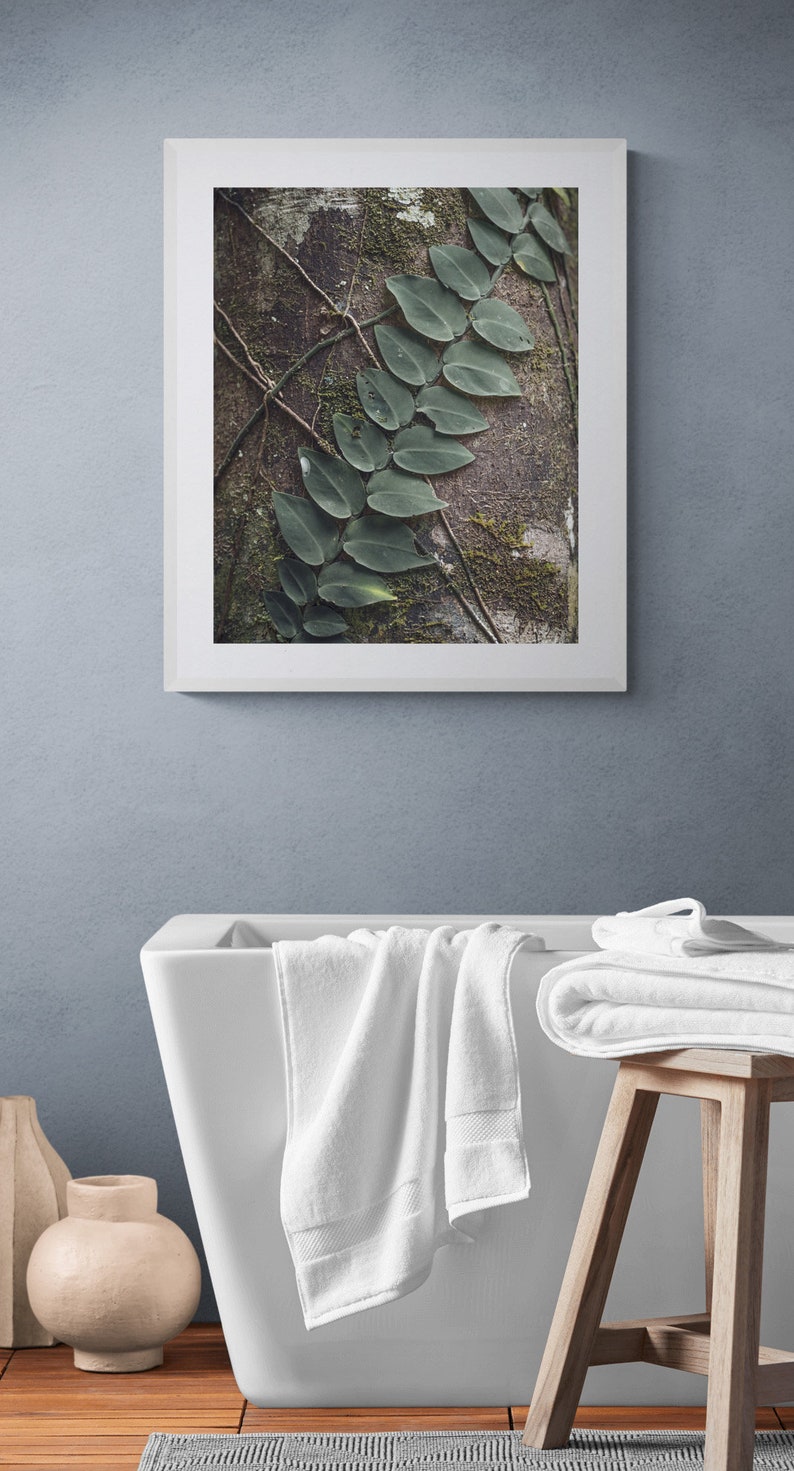 Digital Download of the Daintree Rainforest Landscape Photography ...