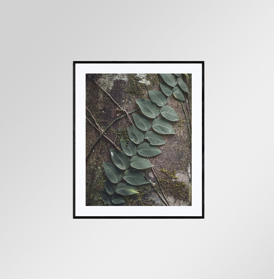 Digital Download of the Daintree Rainforest Landscape Photography ...