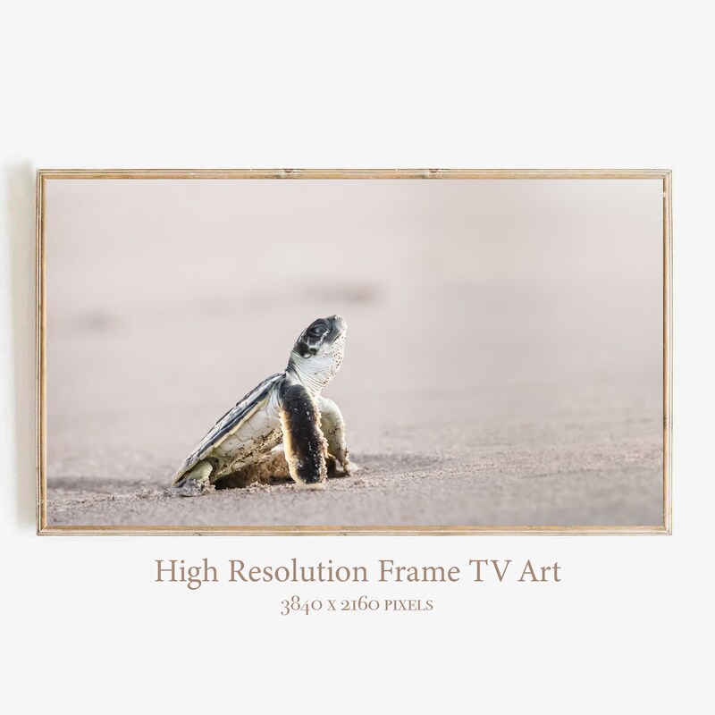 Turtle Picture Frame - Etsy