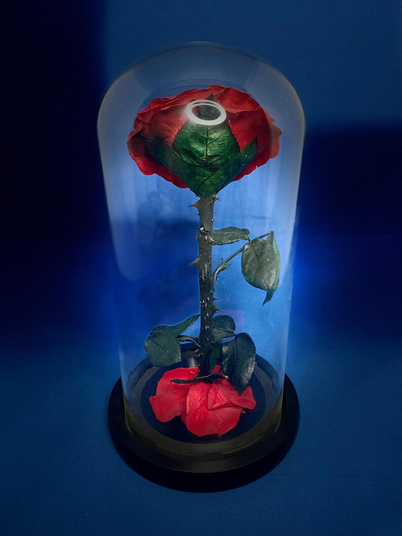 Eternity Rose Glass Dome - Etsy