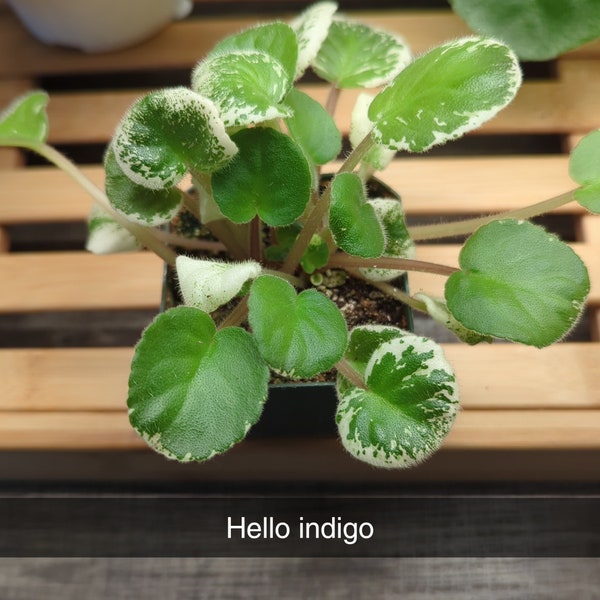 Variegated African Violets - Etsy