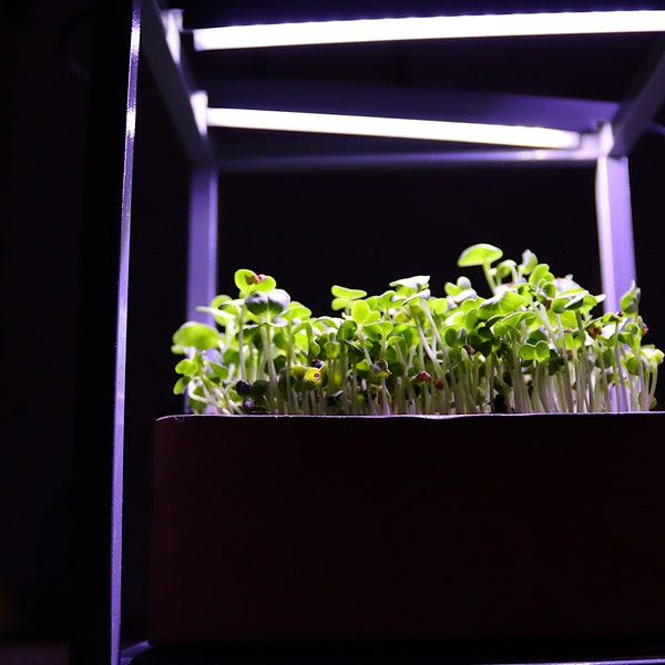Floating Shelf With Led Lights - Etsy