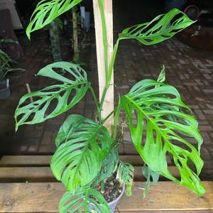 Monstera Adansonii Fairchild Double Window - Silky Leaves - Etsy