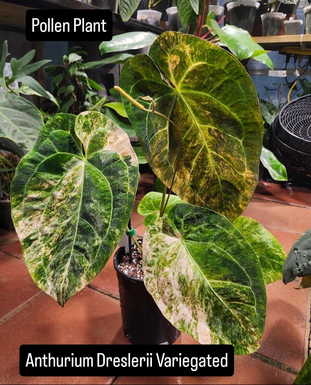 Anthurium Magnificum Girl Inverse X Anthurium Dreslerii Variegated (new ...