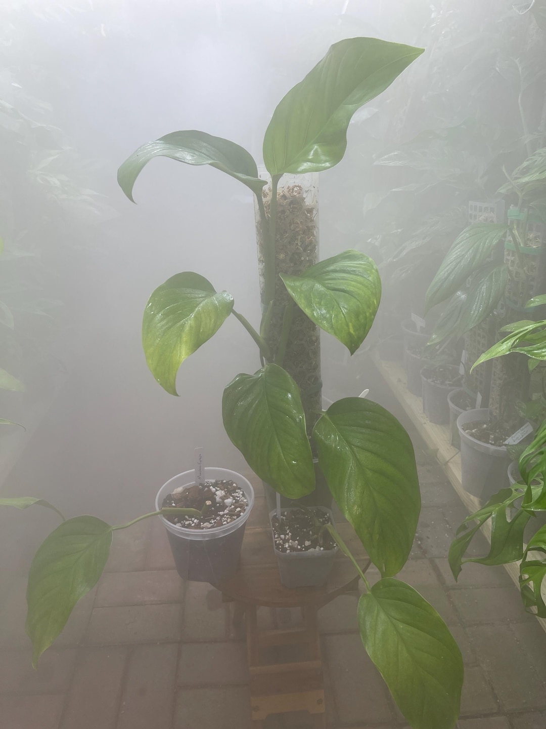 Monstera Egregia - Etsy