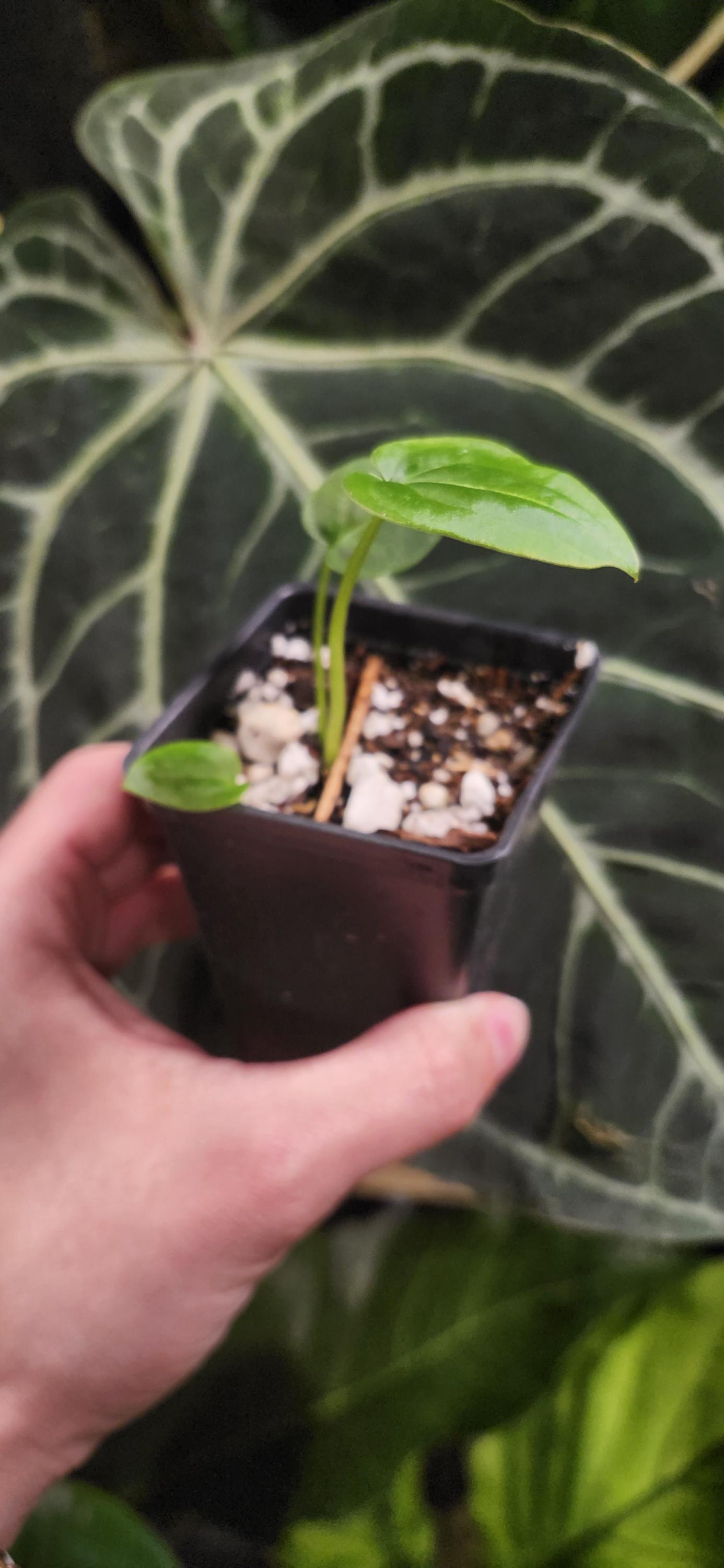 Anthurium Magnificum Girl Inverse X Anthurium Dreslerii Variegated (new ...