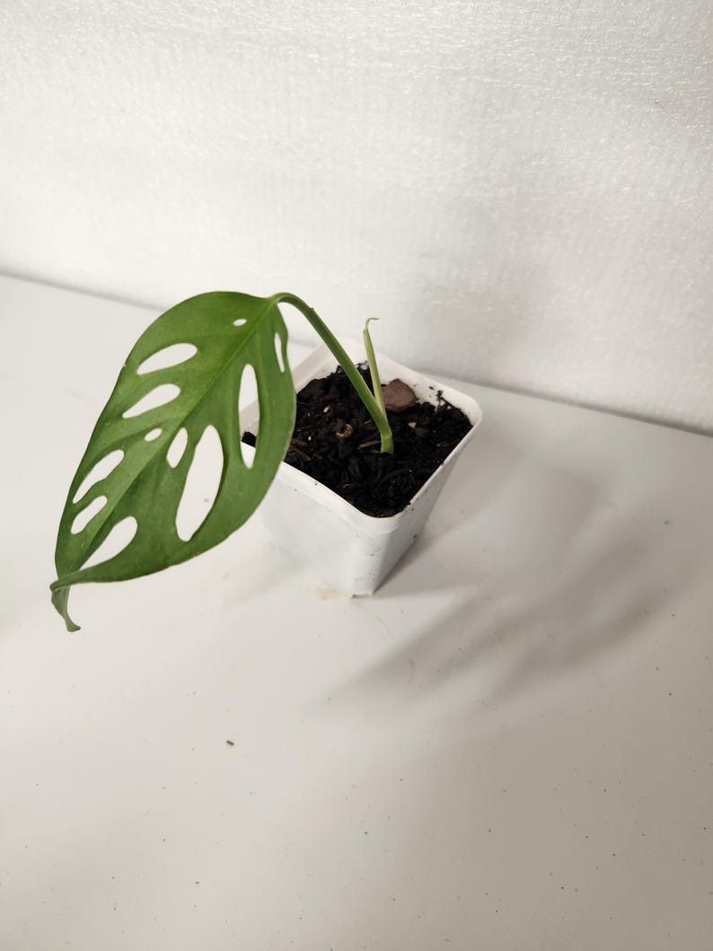 Monstera Laniata - Etsy