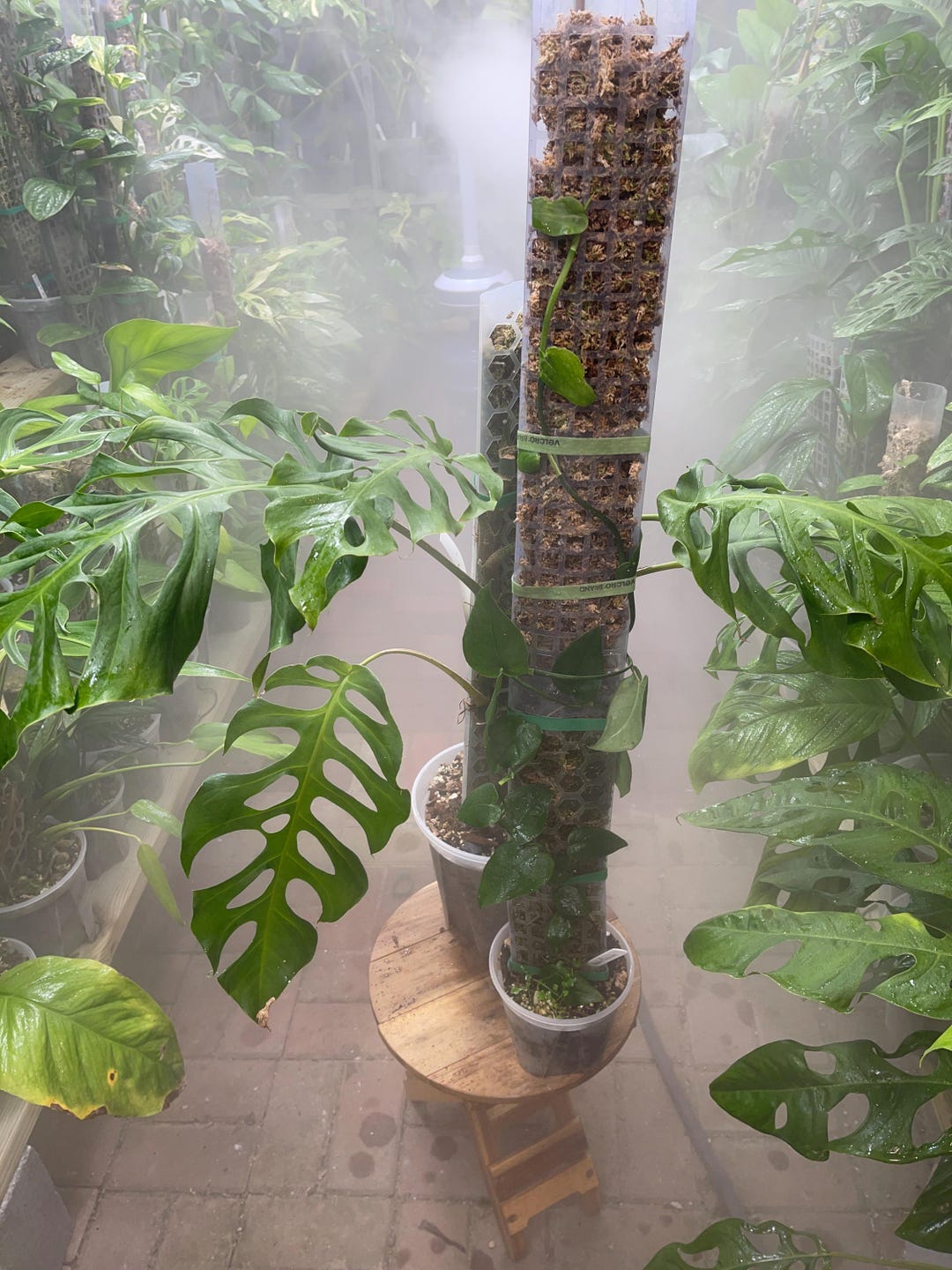 Monstera Punctulata - Etsy