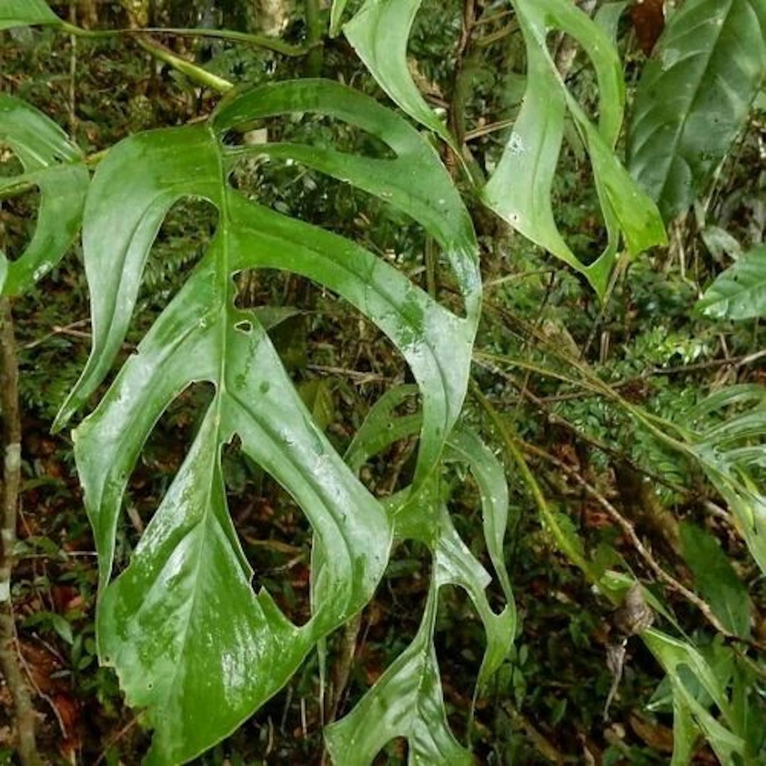 Monstera Praetermissa - Etsy