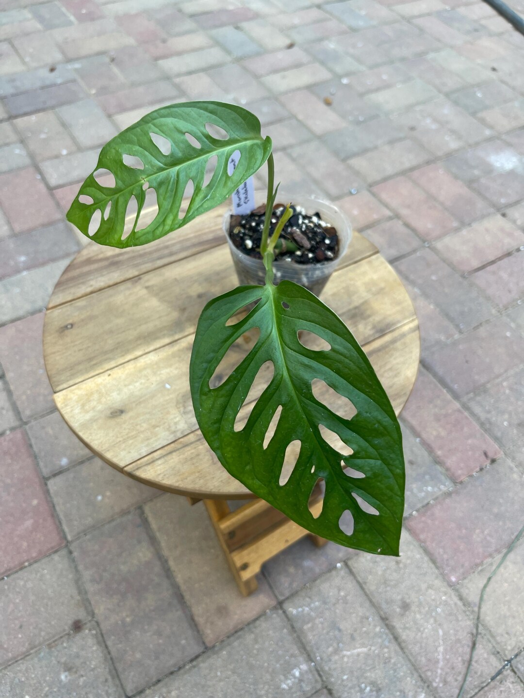 Monstera “giant Skeleton Leaf” Noid - Etsy