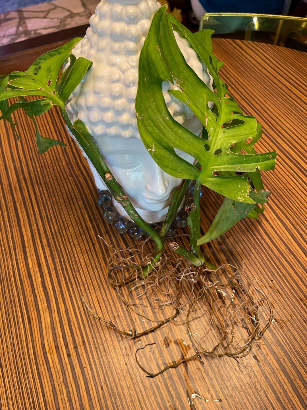 Monstera Esqueleto Heavily Rooted Division - Etsy