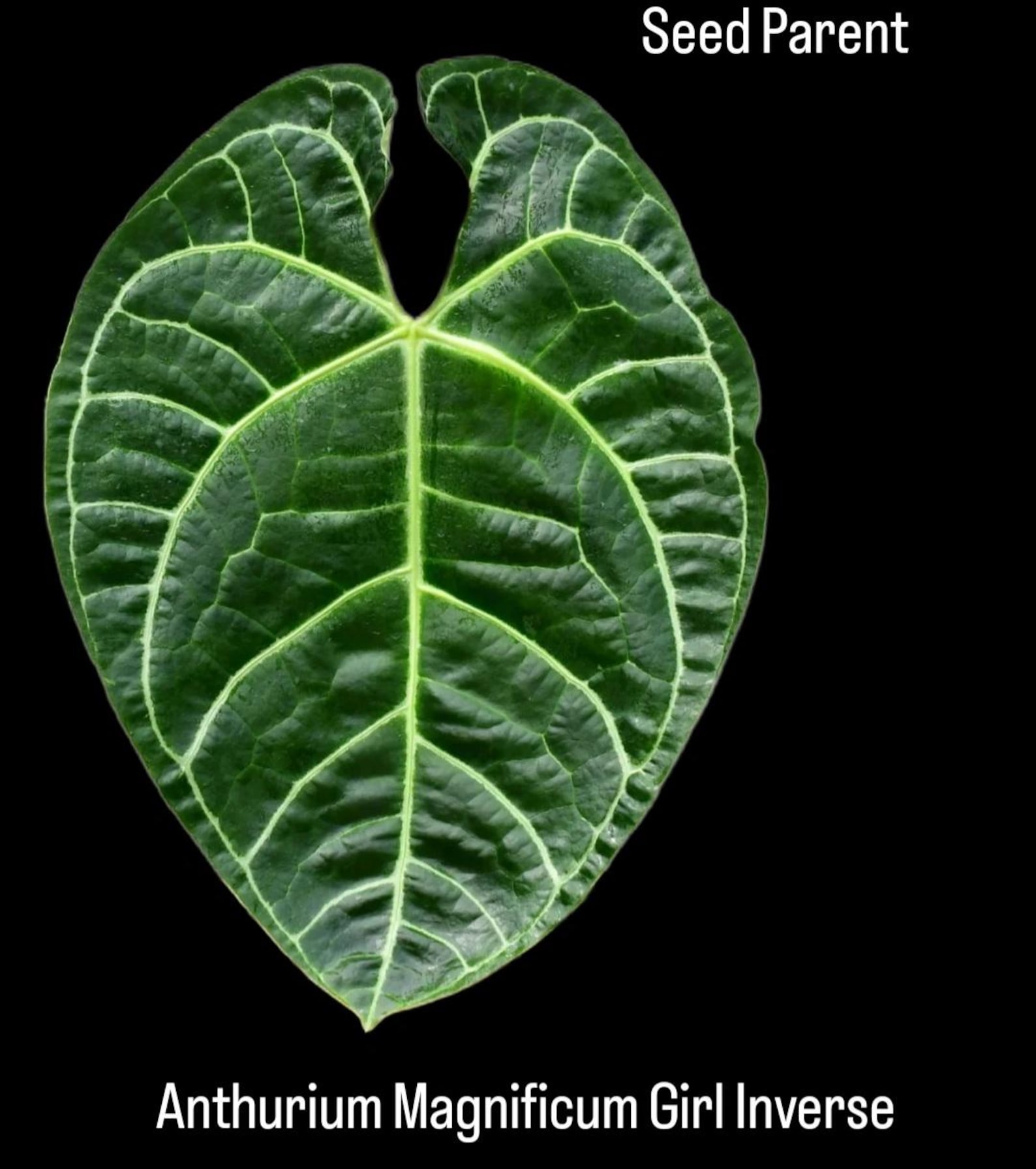 Anthurium Magnificum Girl Inverse X Anthurium Dreslerii Variegated (new ...