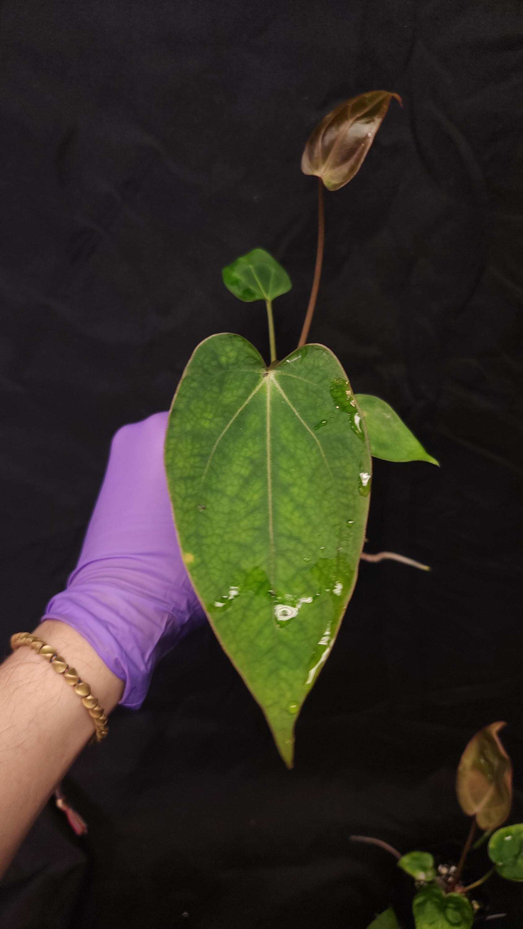 Anthurium "golden Hour" (SKG Grey X Red Crystallinum) X (RC X Dark ...