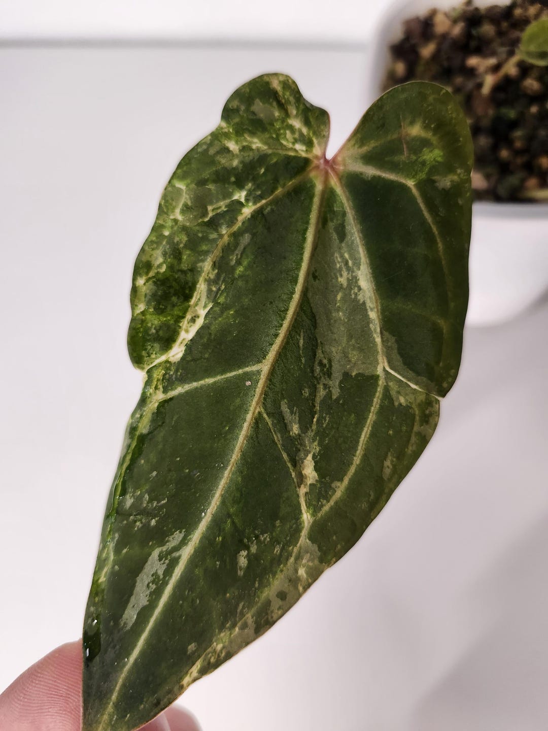 Anthurium Red Spider Variegated (*extremely Rare*) - Etsy