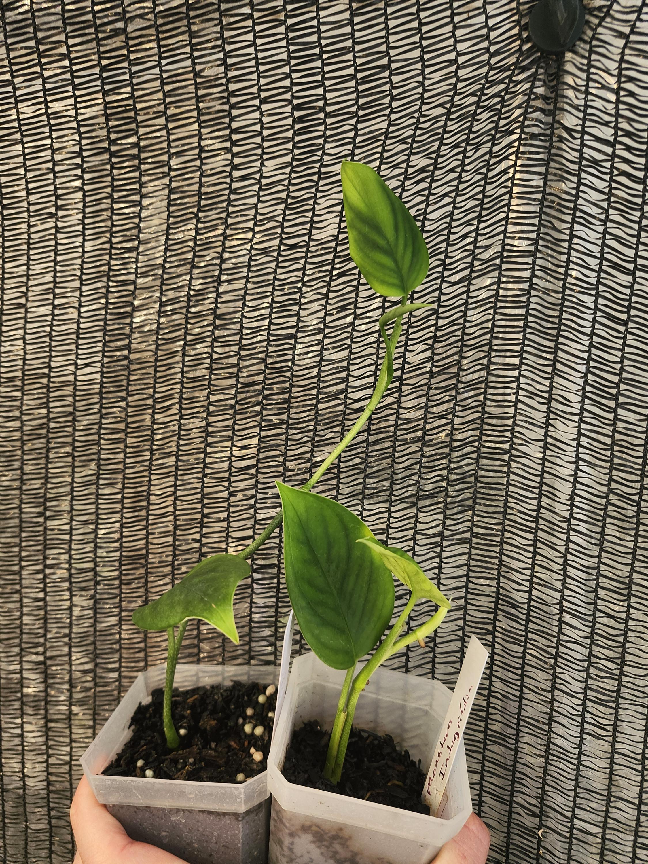 Monstera Integrifolia - Etsy