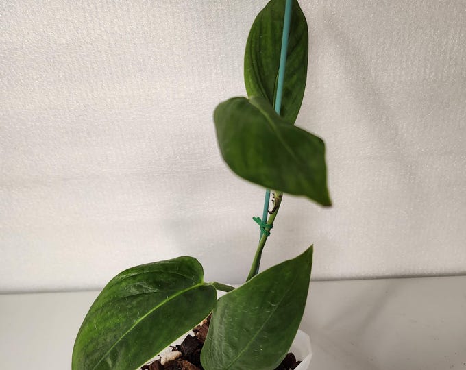 Monstera Black Velvet - Etsy