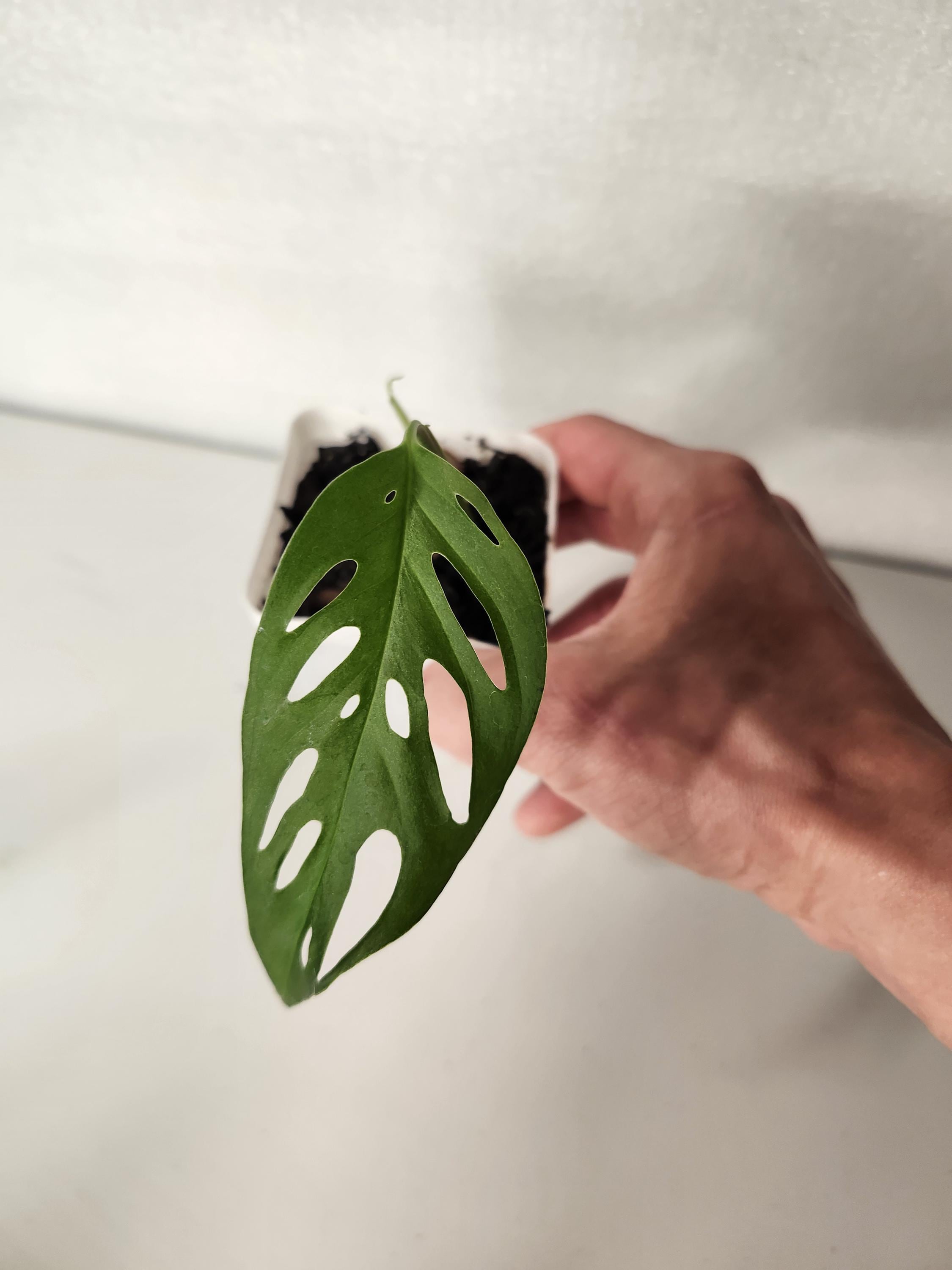 Monstera Laniata - Etsy