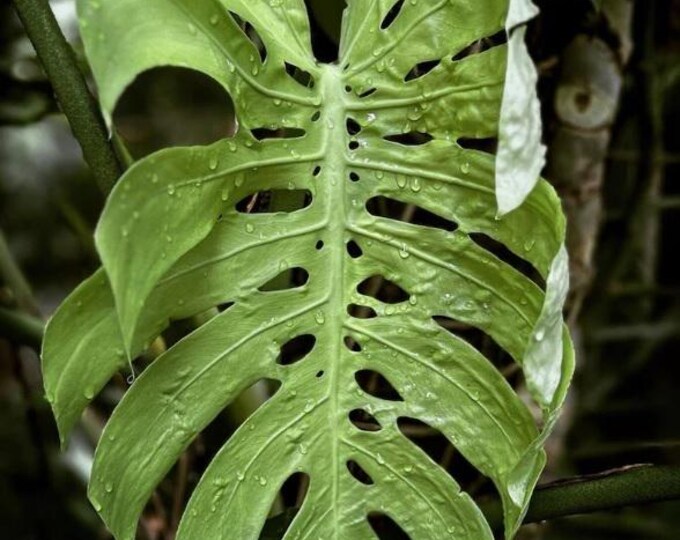 Monstera Deliciosa Microcosm Kunzo Lineage - Etsy
