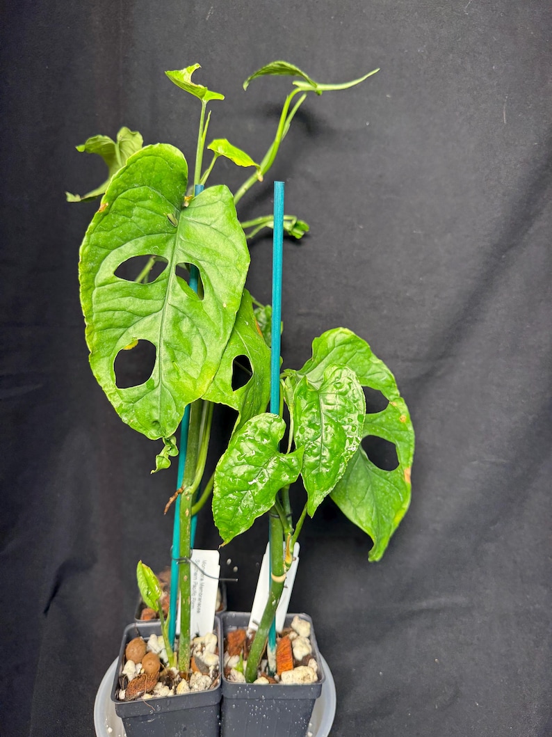 Monstera Membranacea Southern Pacific Form - Etsy