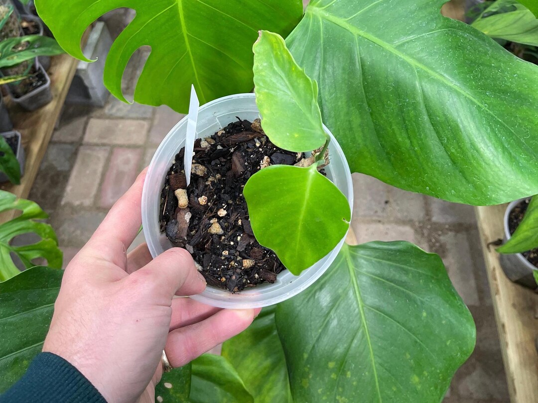Monstera Deliciosa - Mexican Clone - Etsy