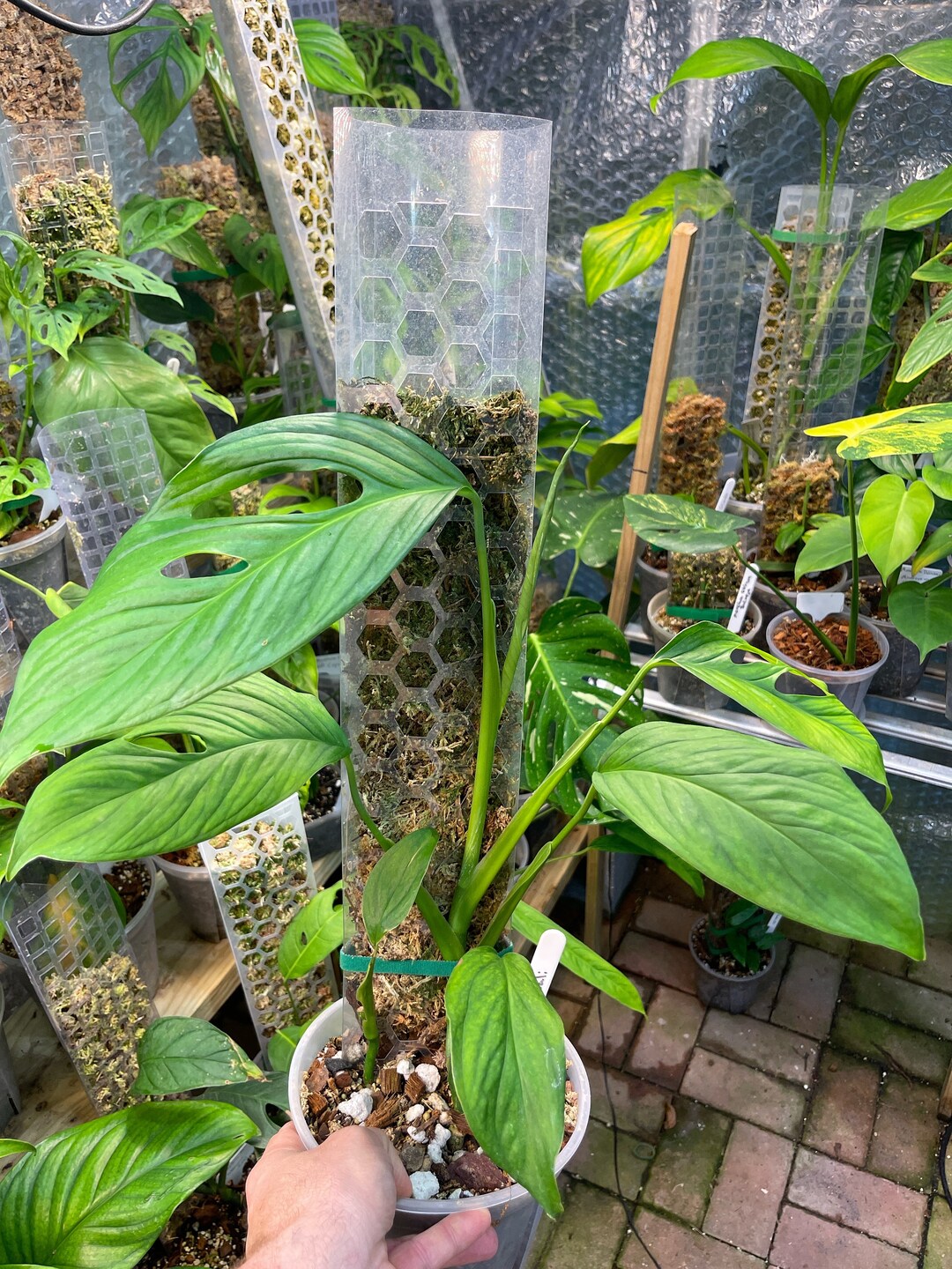 Monstera Calacali - Etsy