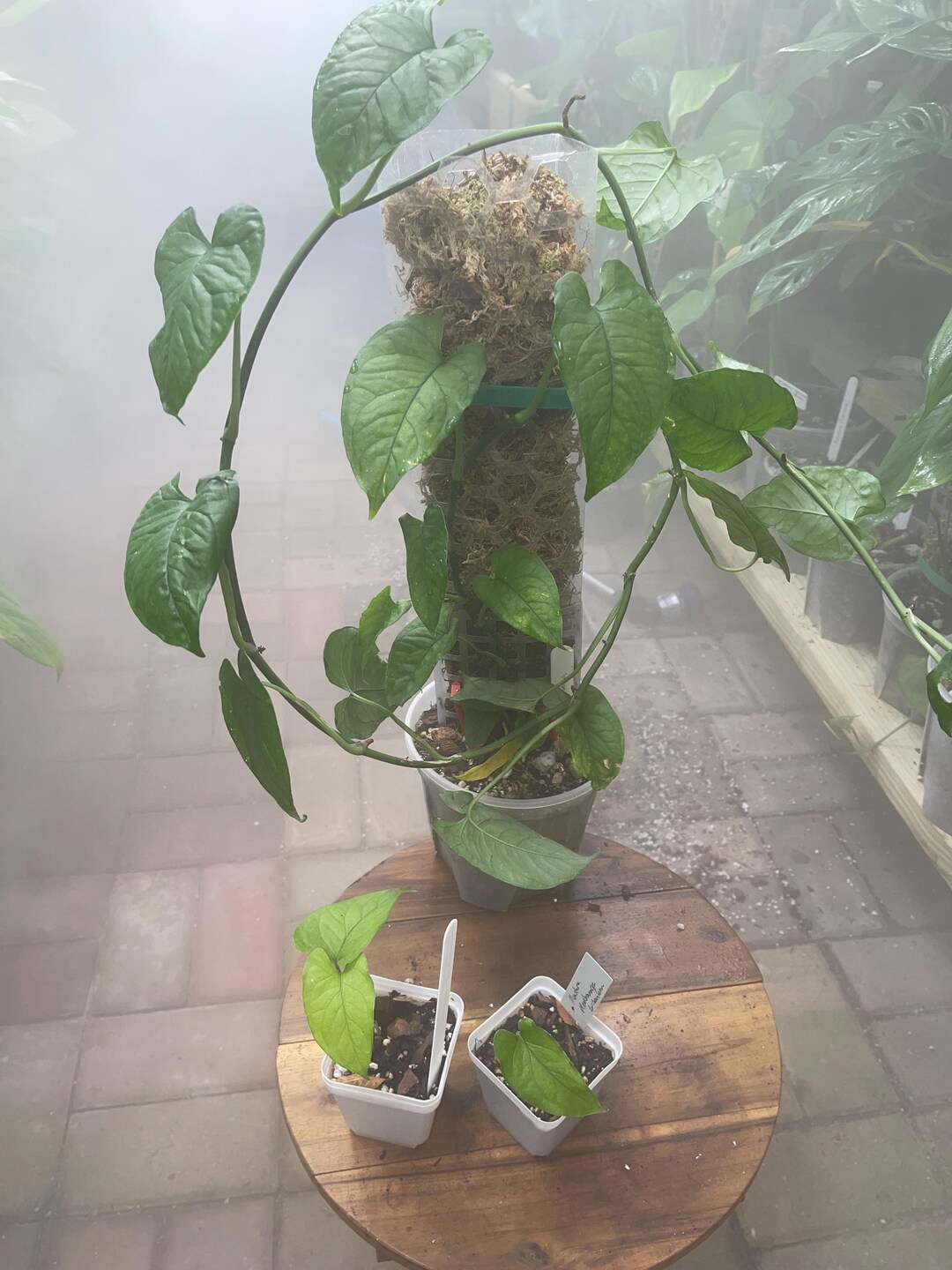 Monstera Membranacea - Etsy