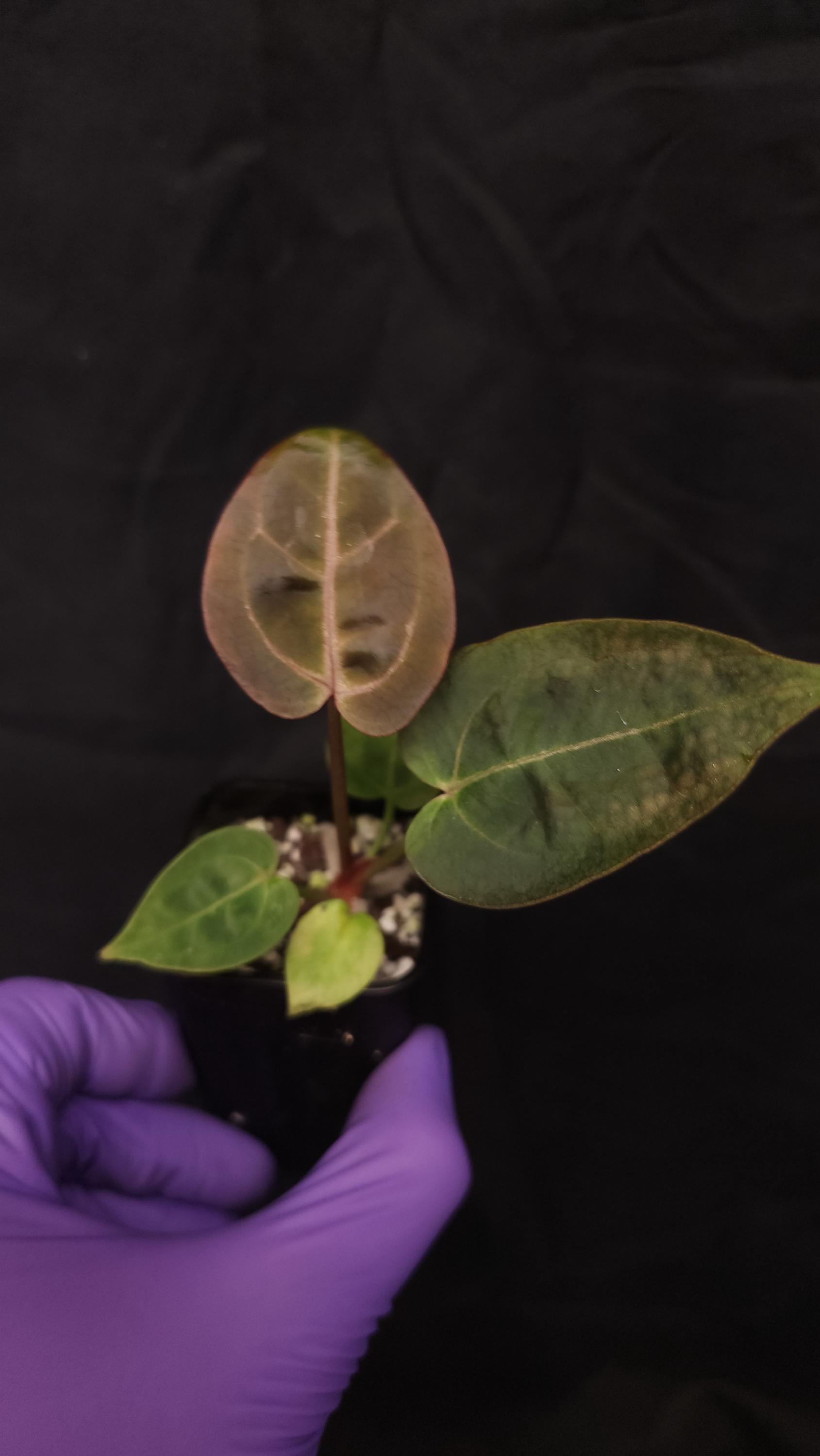 Anthurium "golden Hour" (SKG Grey X Red Crystallinum) X (RC X Dark ...