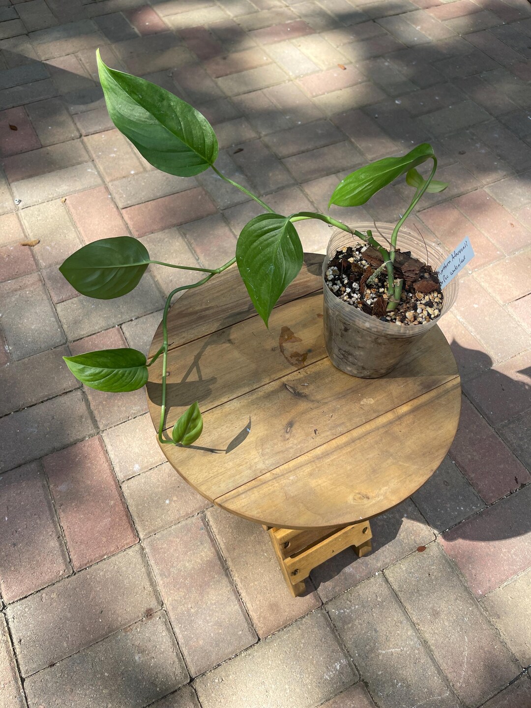 Monstera Adansonii Sopac Watershed Form - Etsy