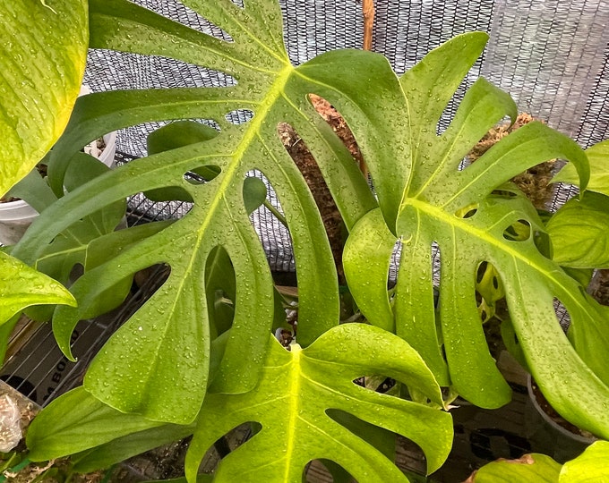 Monstera Deliciosa Brazilian Form - Etsy