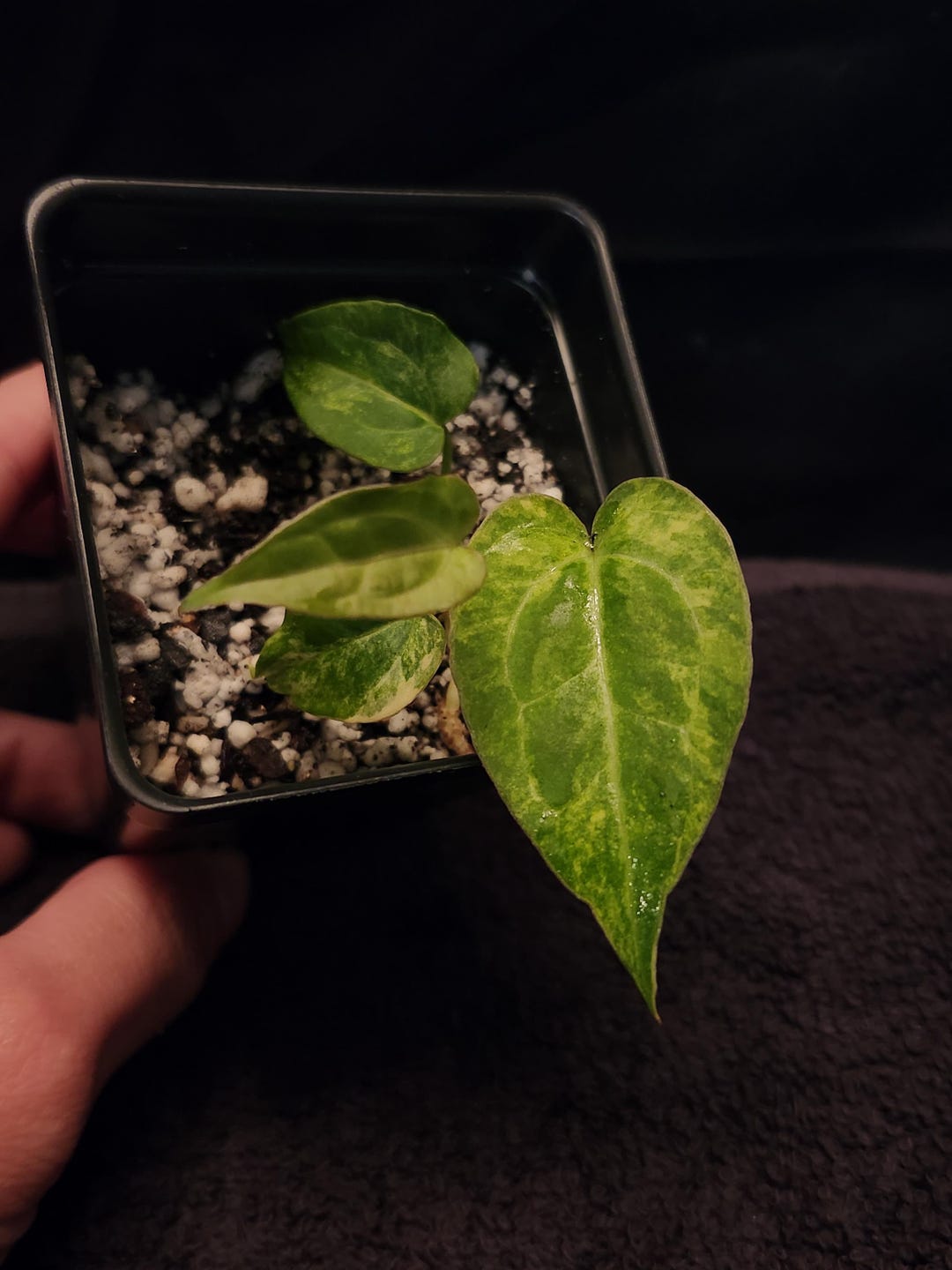 Anthurium NSE Red Crystallinum X Ace of Spades (*rare Item*) - Etsy