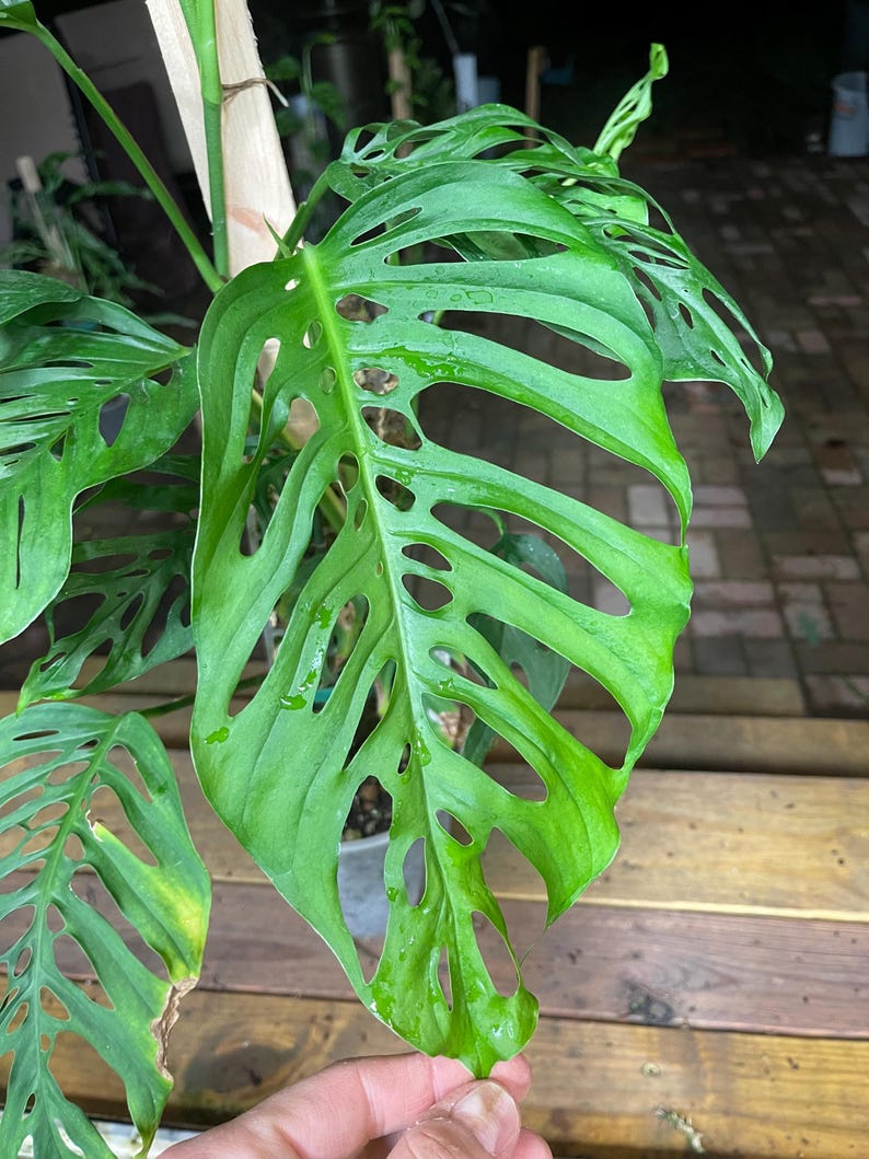 Monstera Adansonii Fairchild Double Window - Silky Leaves - Etsy