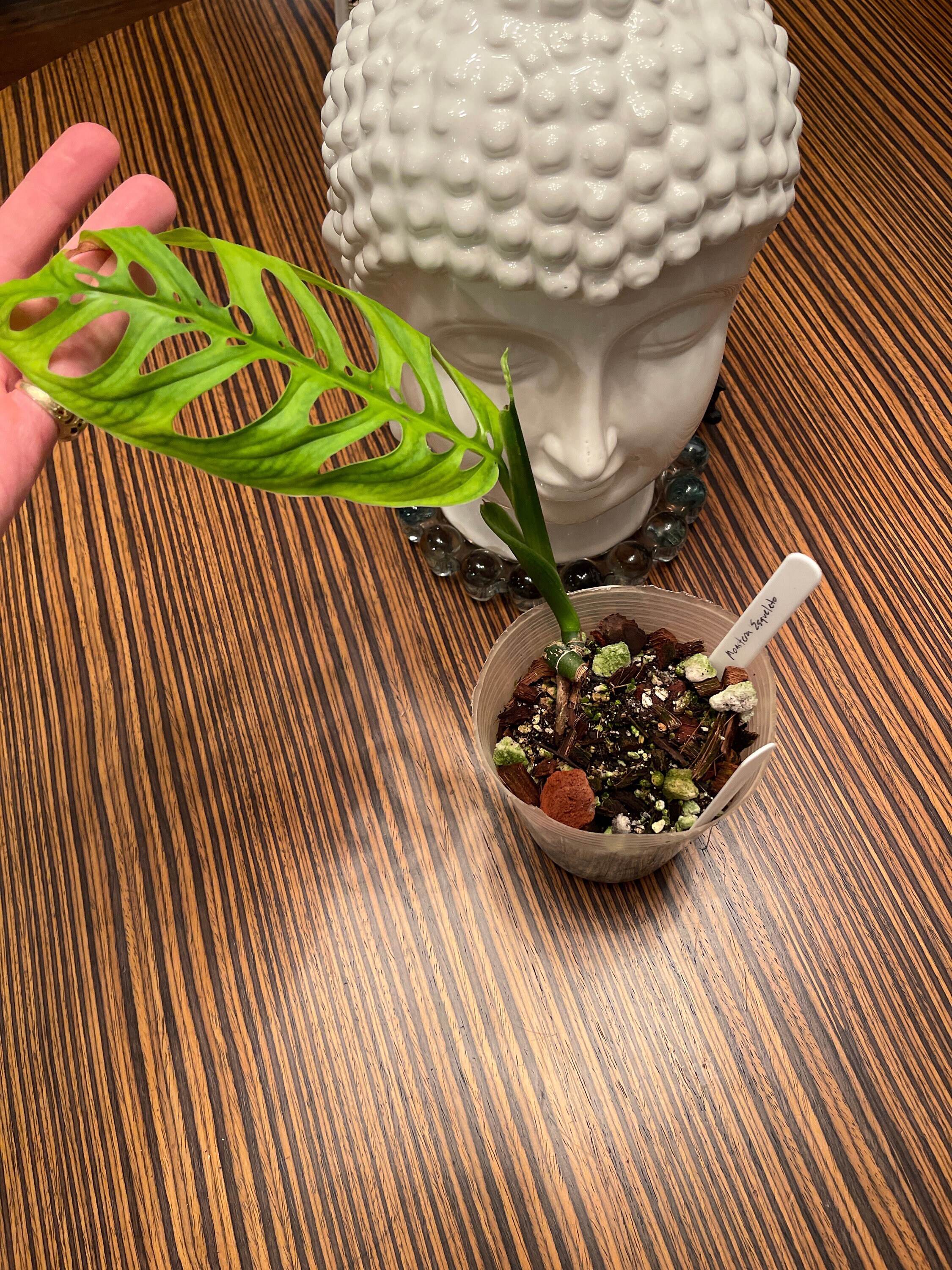 Monstera Escaleto - Etsy