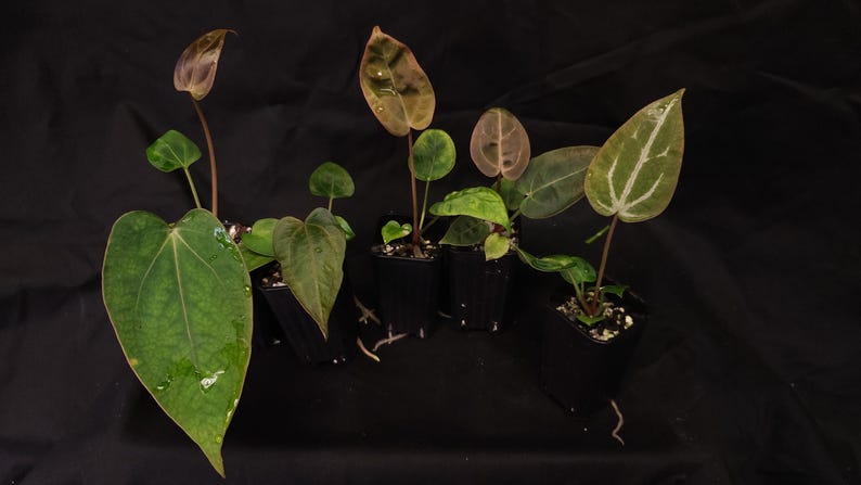 Anthurium "golden Hour" (SKG Grey X Red Crystallinum) X (RC X Dark ...
